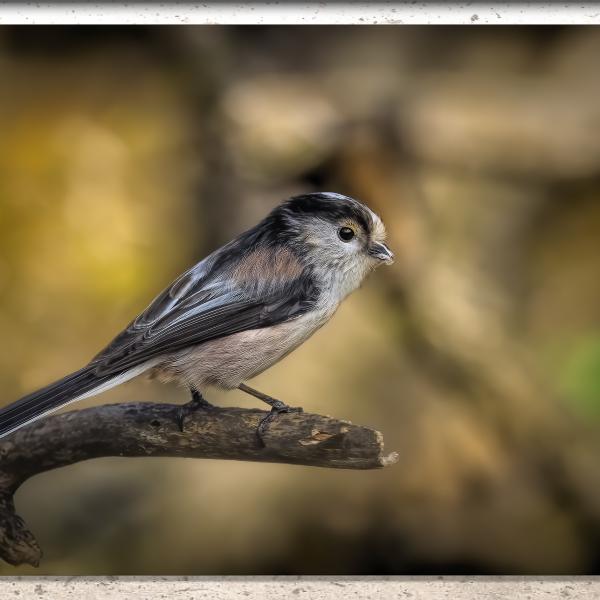 Codibugnolo | Lipu ODV